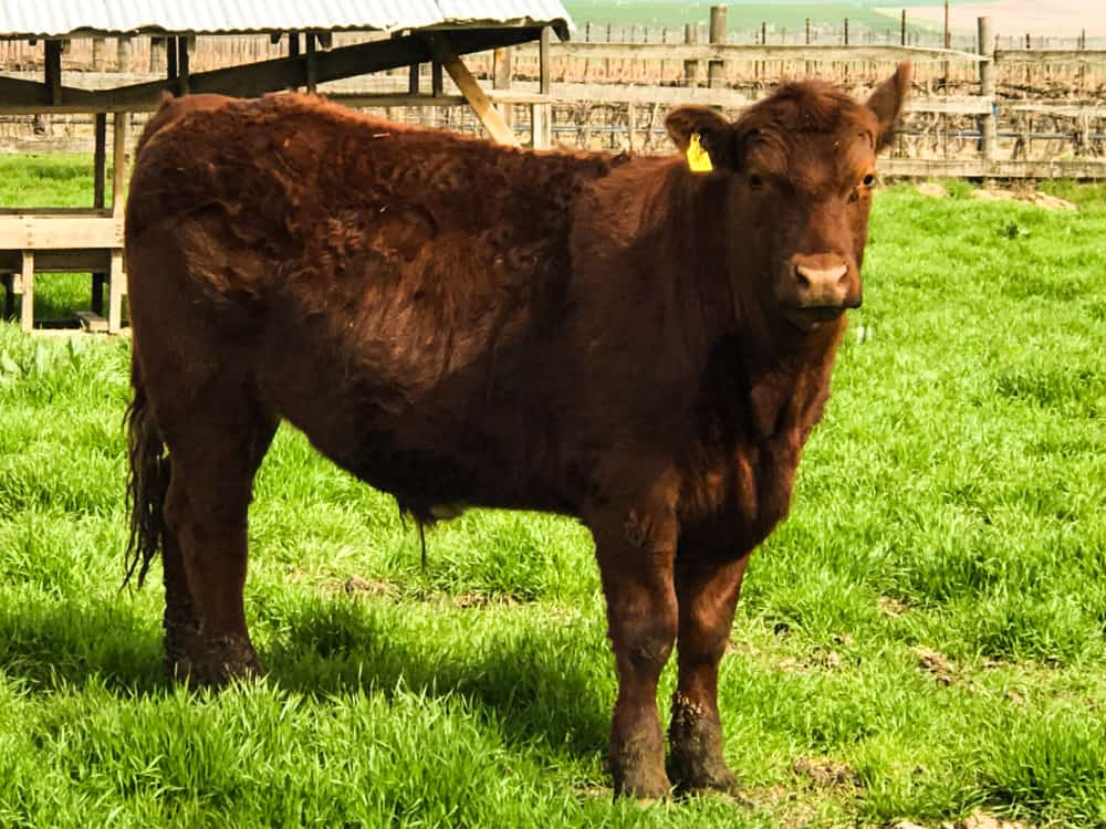 Spofford Station Vineyard~Home to a Pioneer Woman and Her Cabernet Cows ...