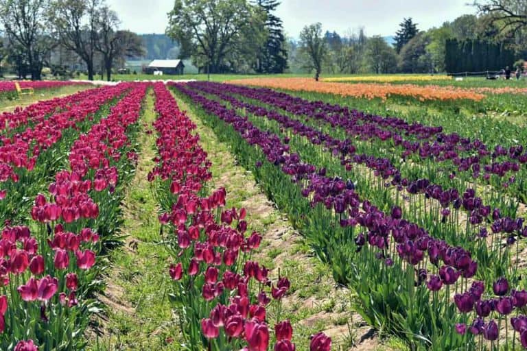 Ultimate List of the Most Beautiful Places in Oregon