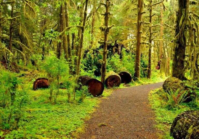 Things to See in Washington State: Top Cities, Nature, Activities & Sights