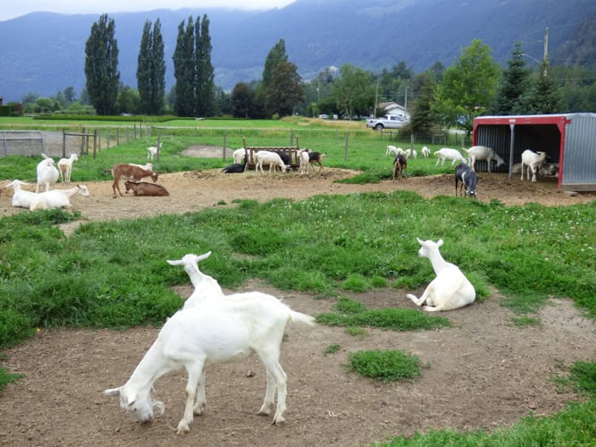 Discover Harrison River Valley: A PNW Getaway for All Seasons ...