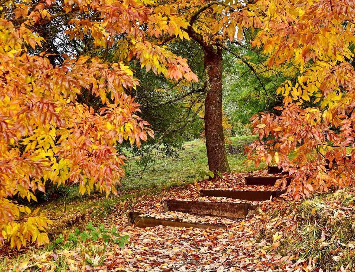 Ultimate Guide to Fall Foliage in Oregon State - Discover the Pacific ...