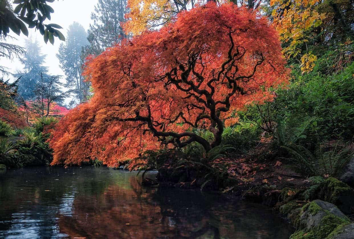 Exploring Fall Colors in Seattle: Parks, Neighborhoods, and Photo ...