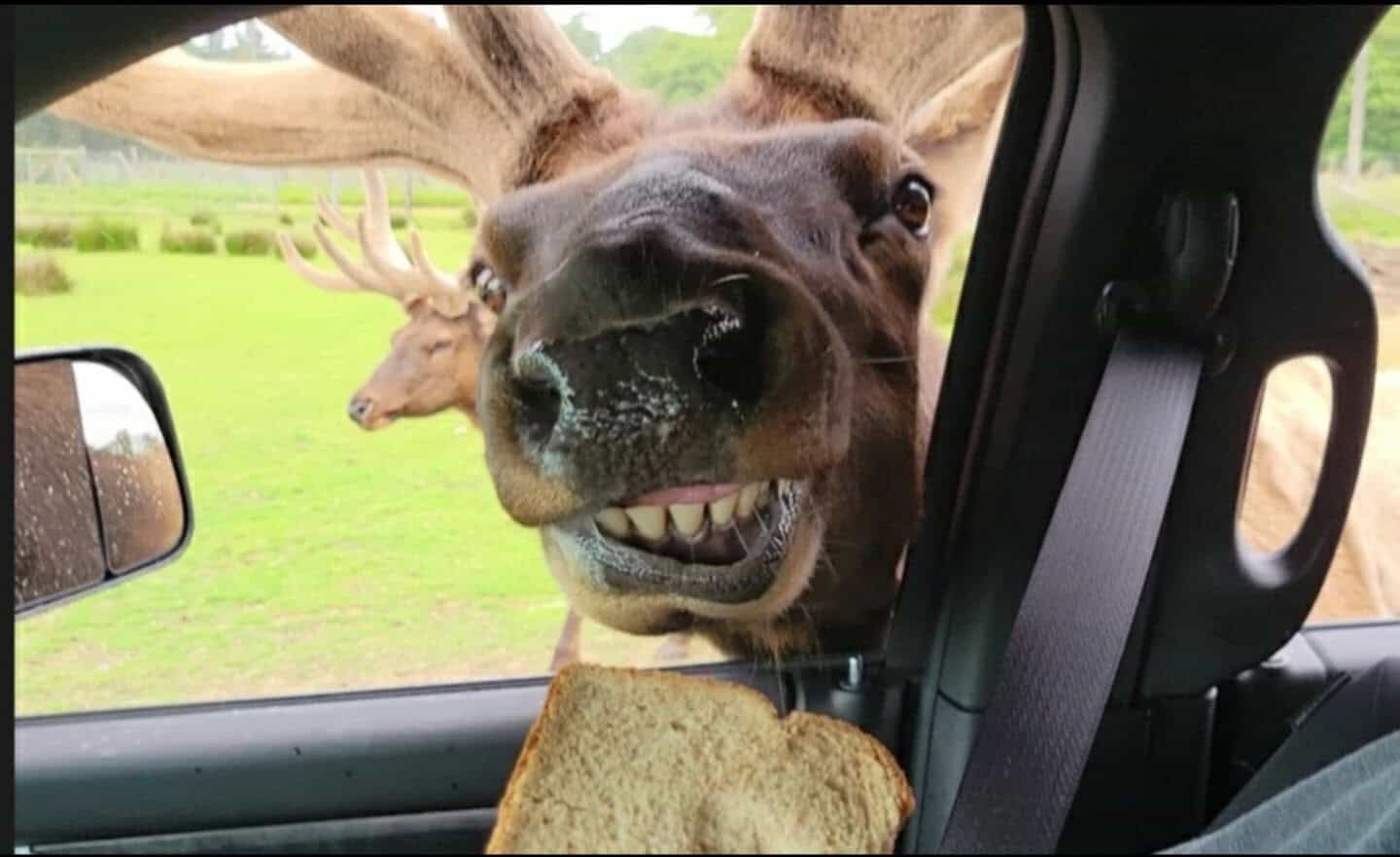 Full Guide of Things to do in Sequim WA - Discover the Pacific Northwest